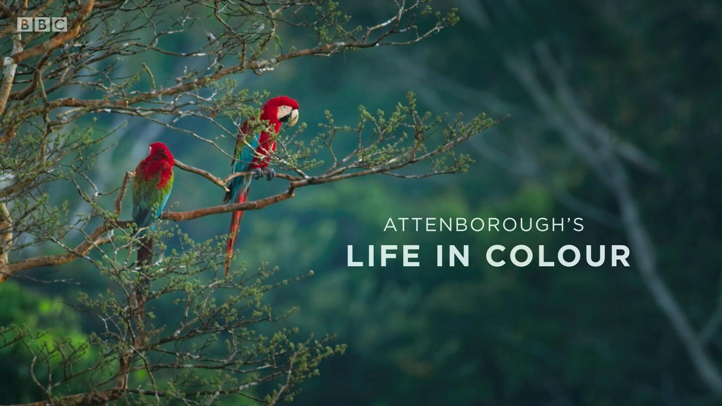 Life in Colour mit David Attenborough - M94.5