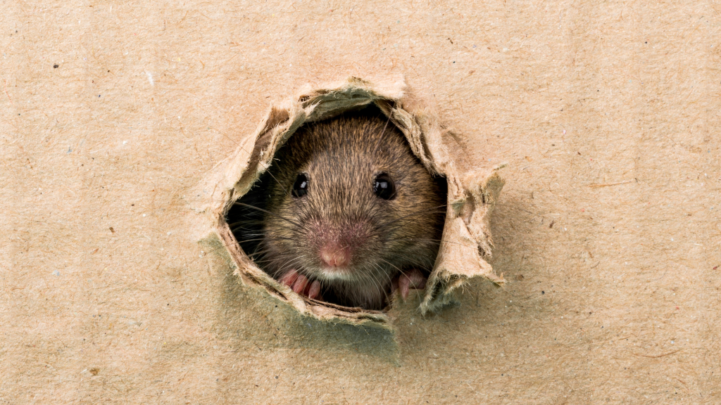 Hero Rats - die kleinen Helden der Tierwelt - M94.5